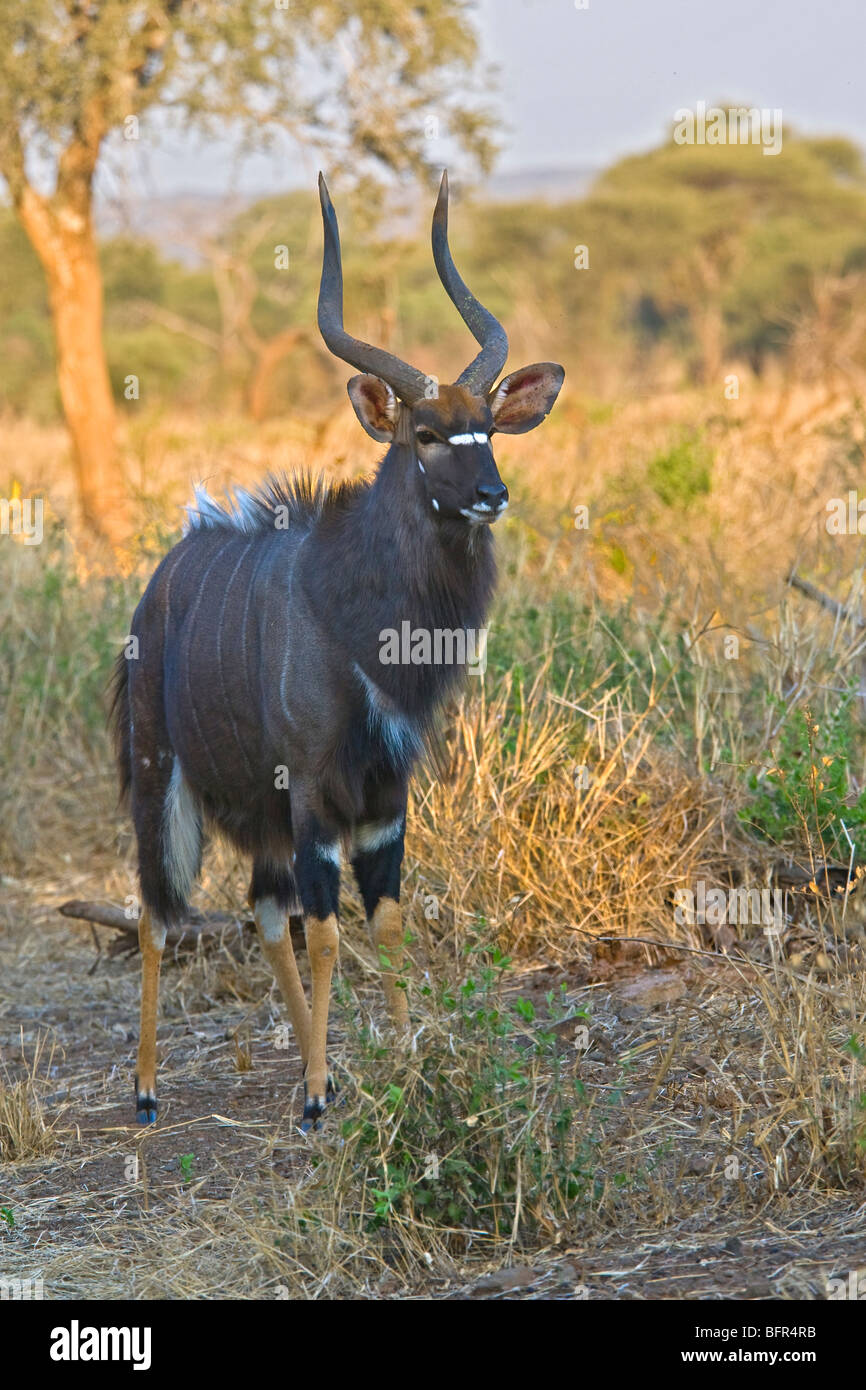 Nyala hi-res stock photography and images - Alamy