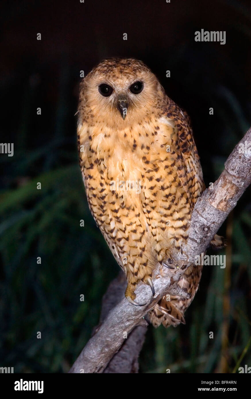 Pel's fishing owl hi-res stock photography and images - Alamy
