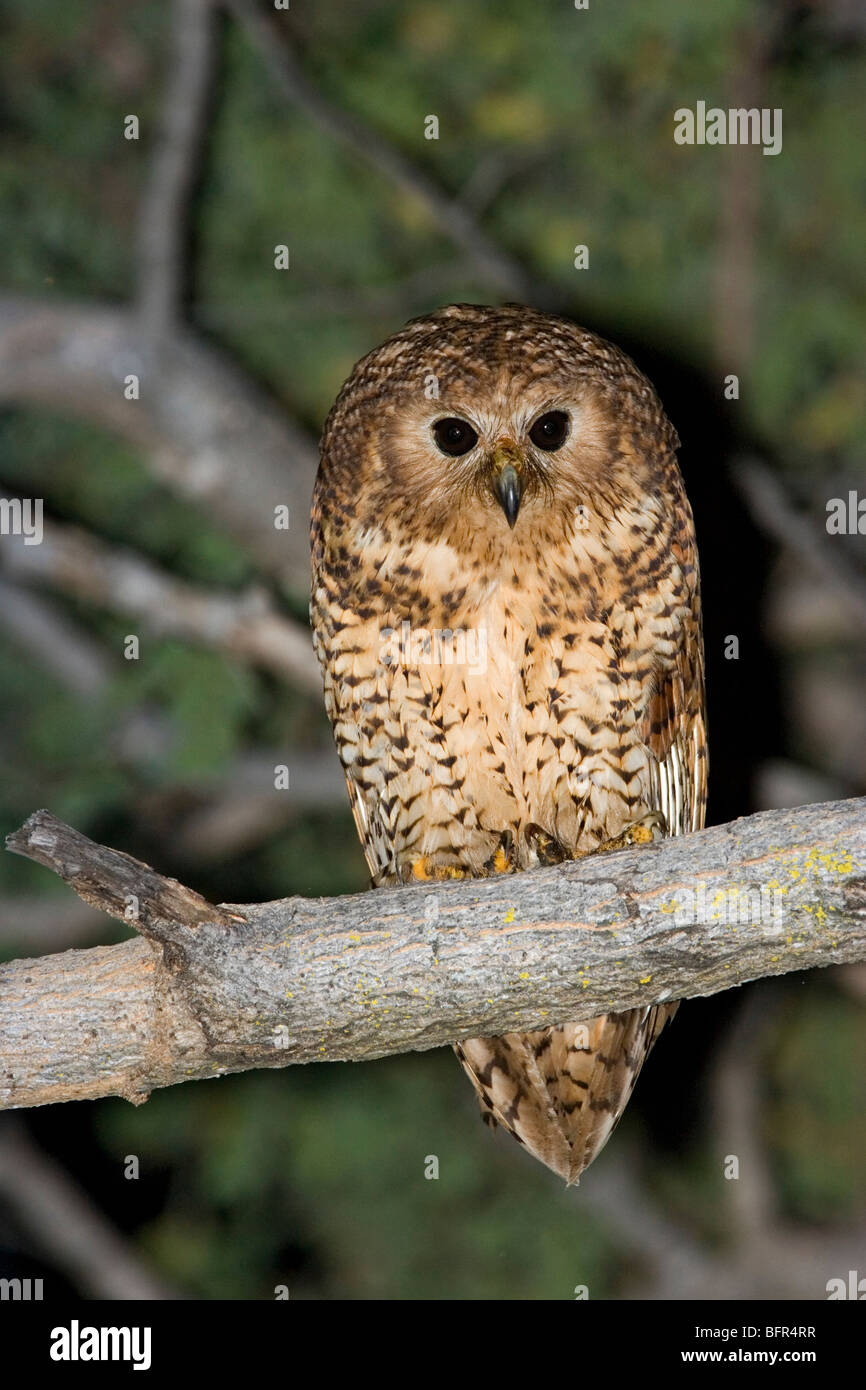 Pel's fishing owl hi-res stock photography and images - Alamy