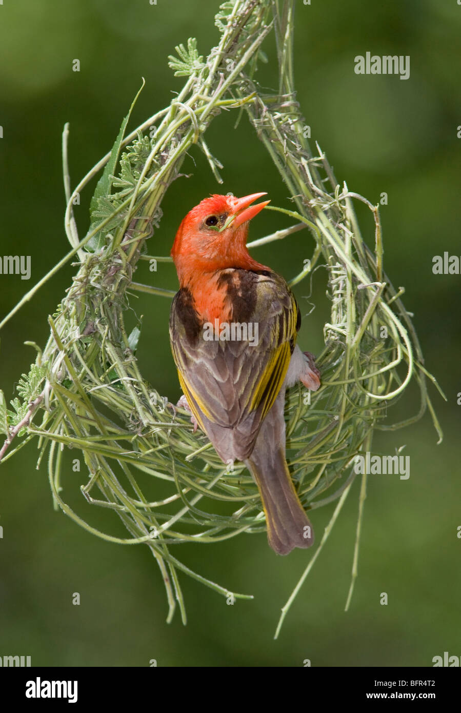 Red headed weaver hi-res stock photography and images - Alamy