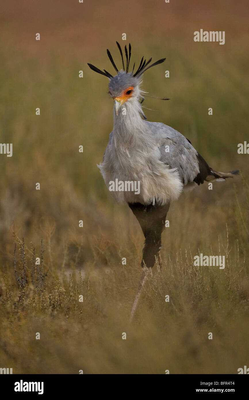 Secretary bird snake hi-res stock photography and images - Alamy