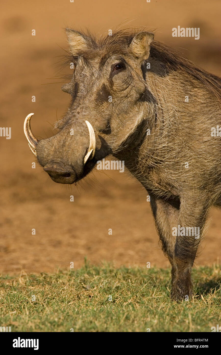 Warthog portrait hi-res stock photography and images - Alamy