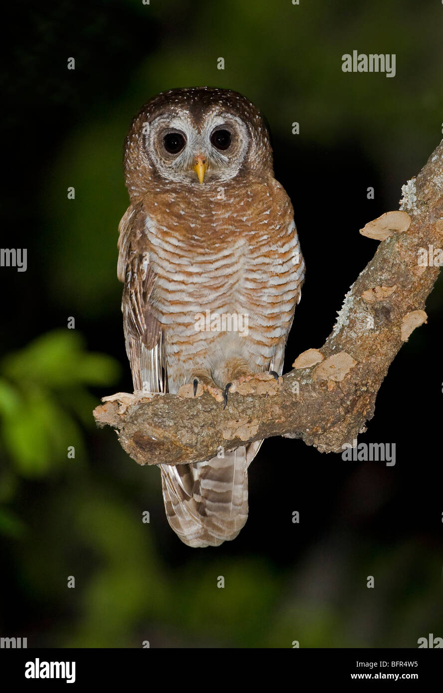 Wood owl hi-res stock photography and images - Alamy