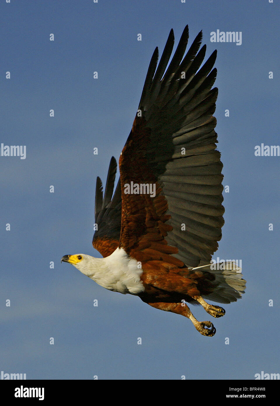 Fish eagle hi-res stock photography and images - Alamy