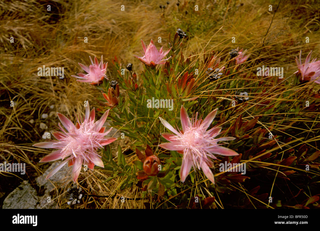 Protea in Mafinga mountains on source of Luangwa river safari Stock ...