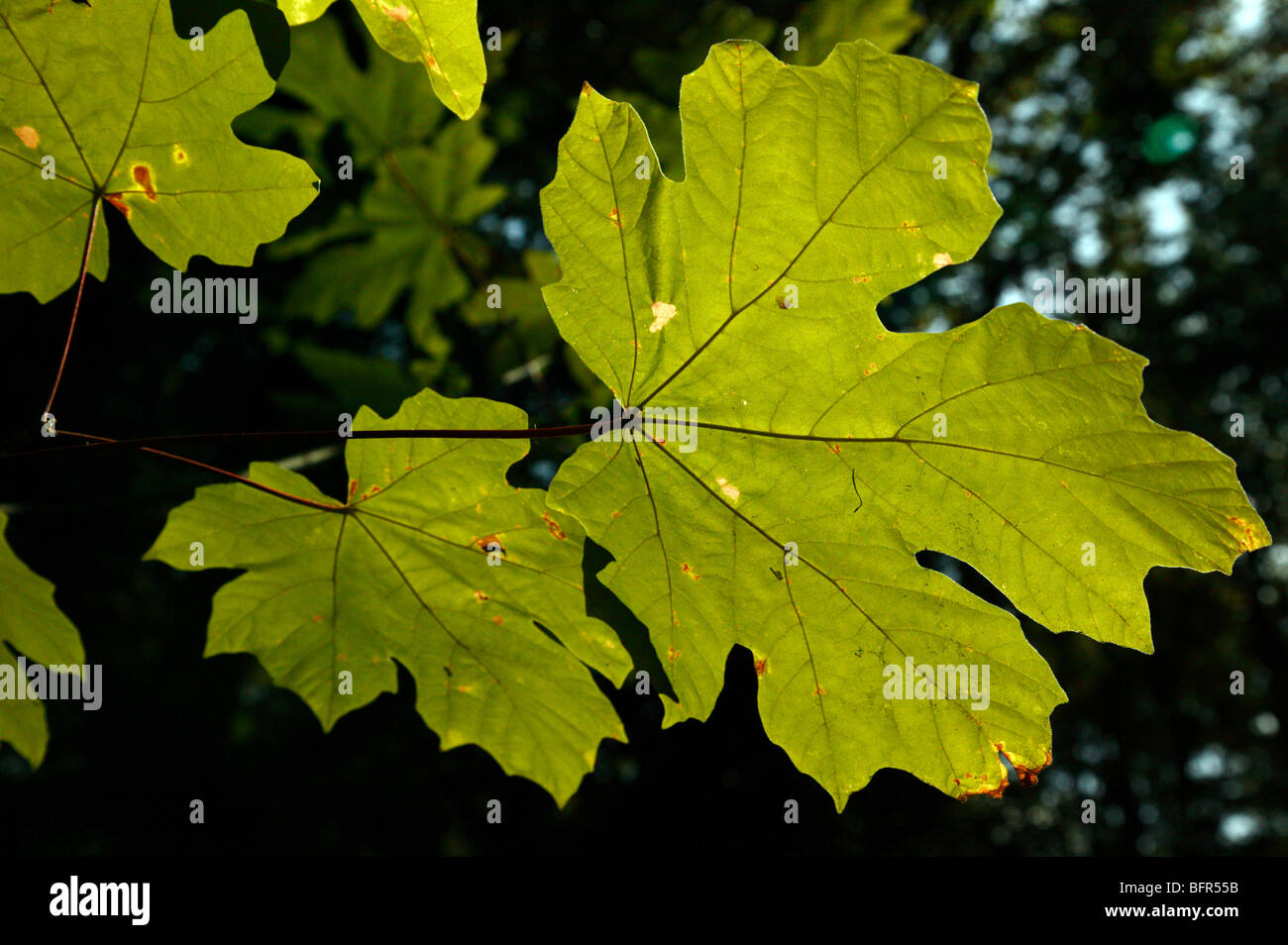 Bigleaf maple tree hi-res stock photography and images - Alamy