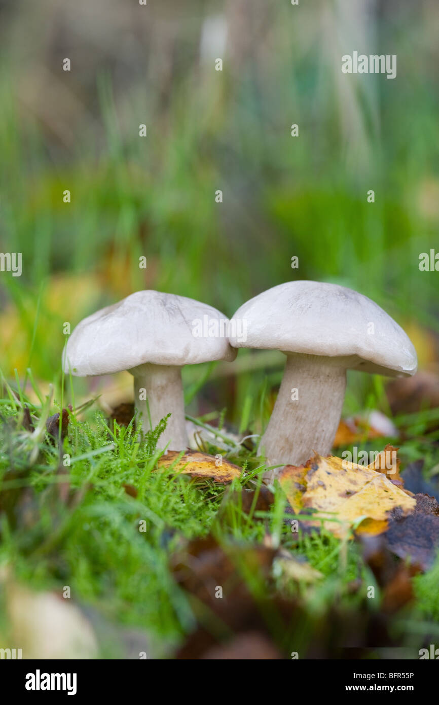 Clouded Agaric Clitocybe nebularis fungi fruiting bodies growing on ...