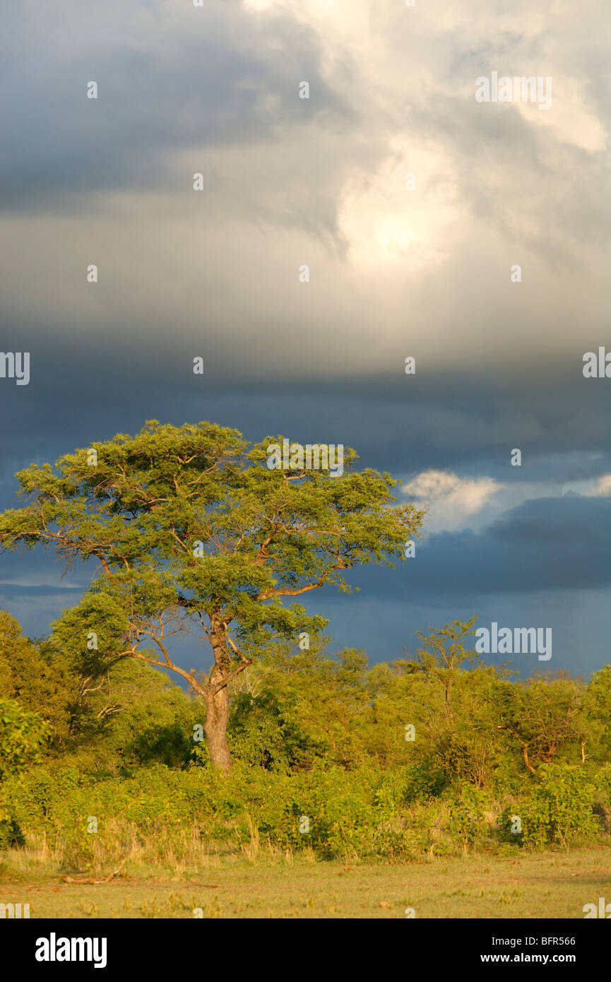 Bushveld vegetation hi-res stock photography and images - Alamy