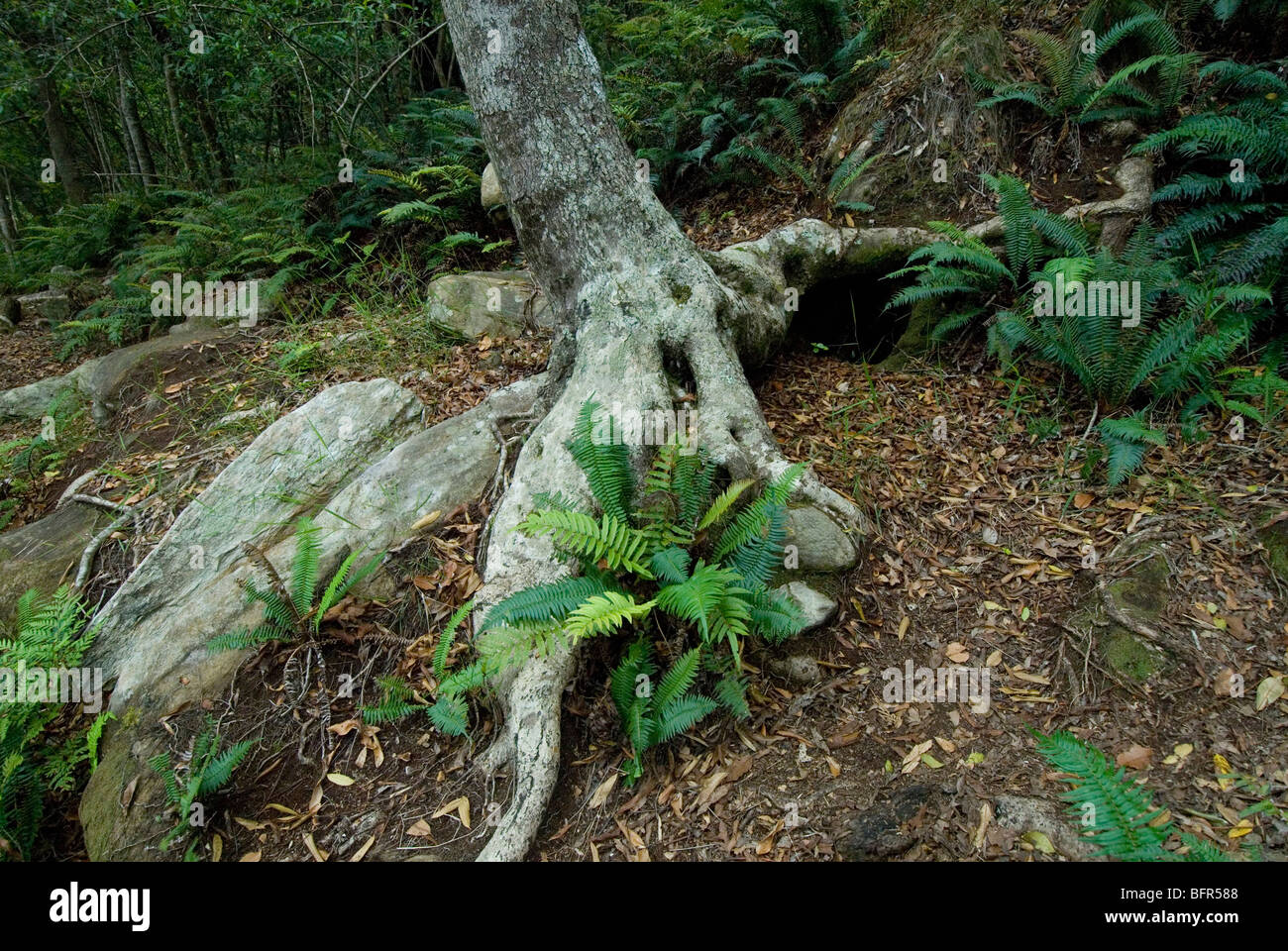 African roots hi-res stock photography and images - Alamy