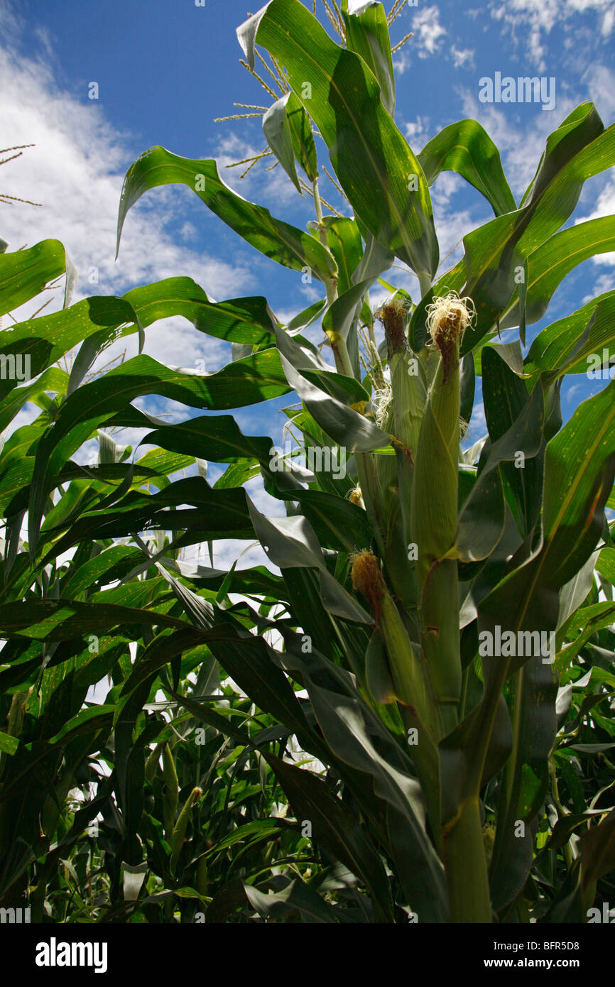 Maize crop mielies hi-res stock photography and images - Alamy
