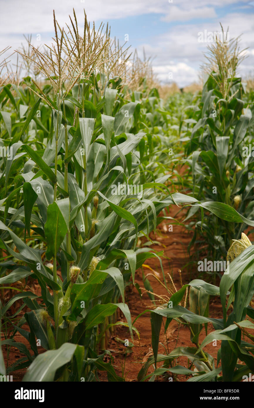 Field of Maize plants Stock Photo - Alamy