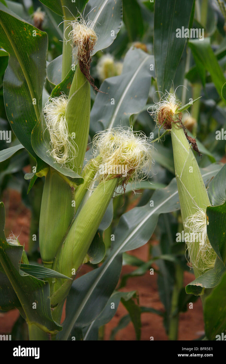 Maize Plant High Resolution Stock Photography and Images - Alamy