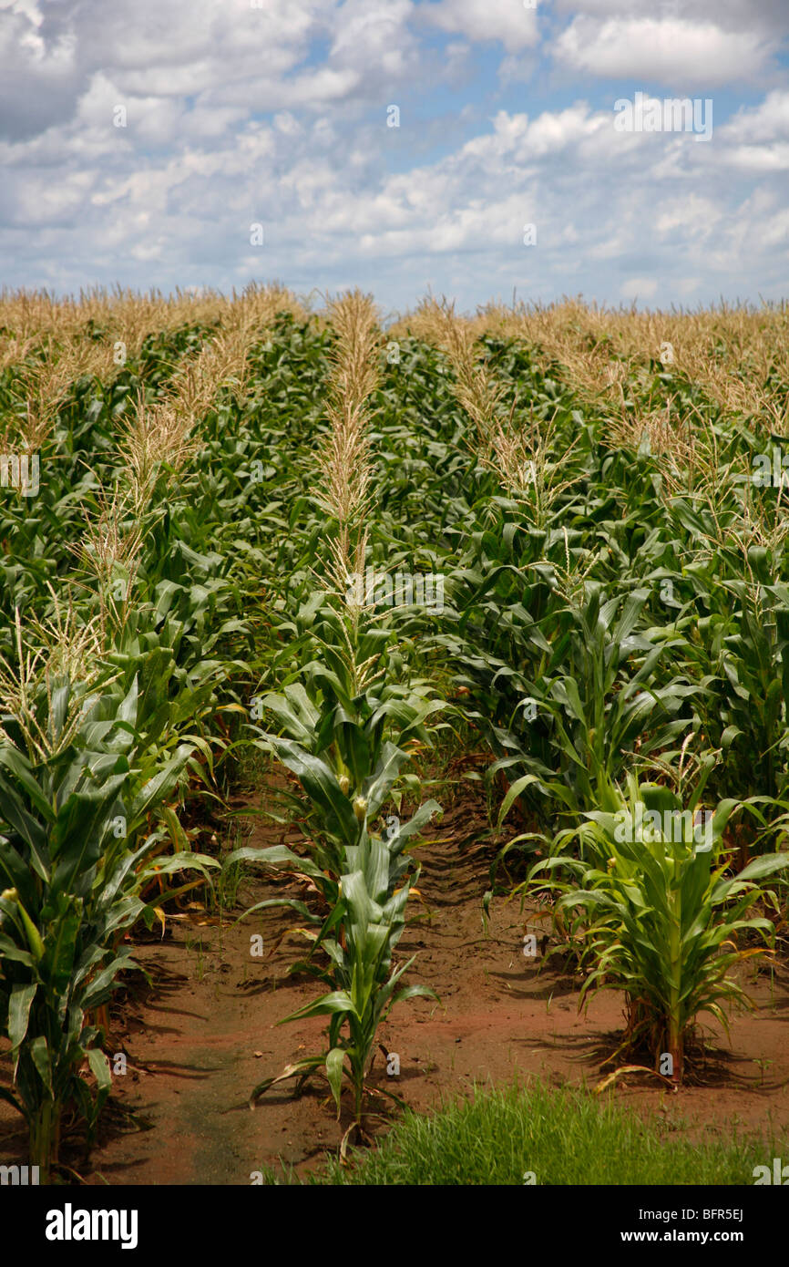 Field of Maize plants Stock Photo - Alamy