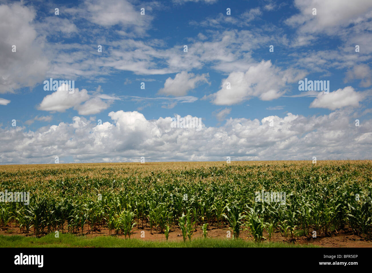 Field of Maize plants Stock Photo - Alamy