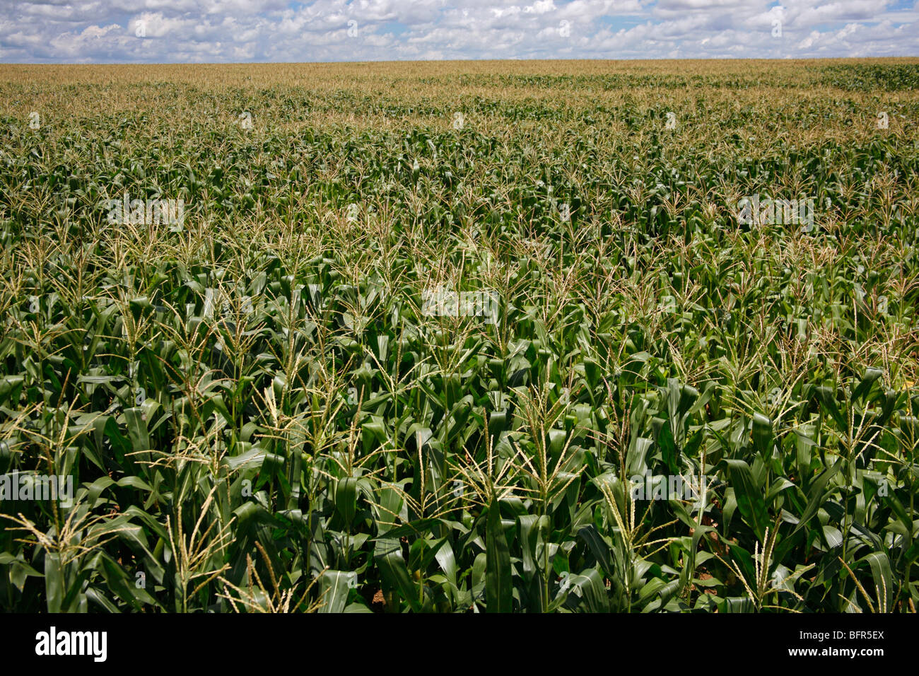 Maize Farm South Africa High Resolution Stock Photography and Images ...