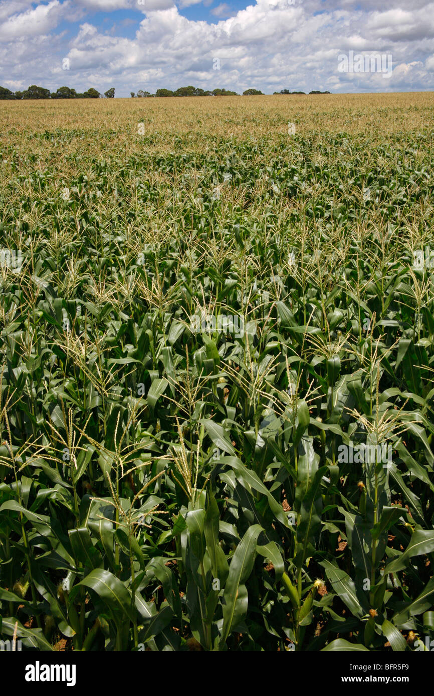 Field of Maize plants Stock Photo - Alamy