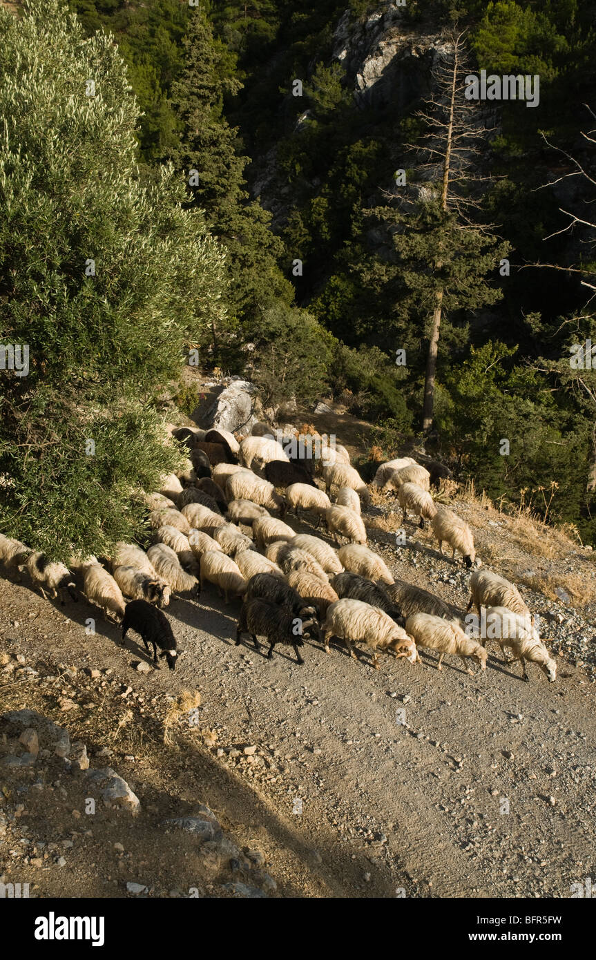 dh FARMING GREECE CRETE Cretan mountain sheep flock herded along forest ...