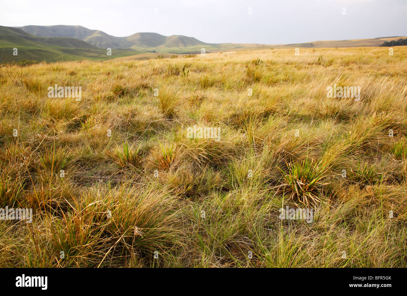 A mountain grassland near Sabie in warm light Stock Photo - Alamy