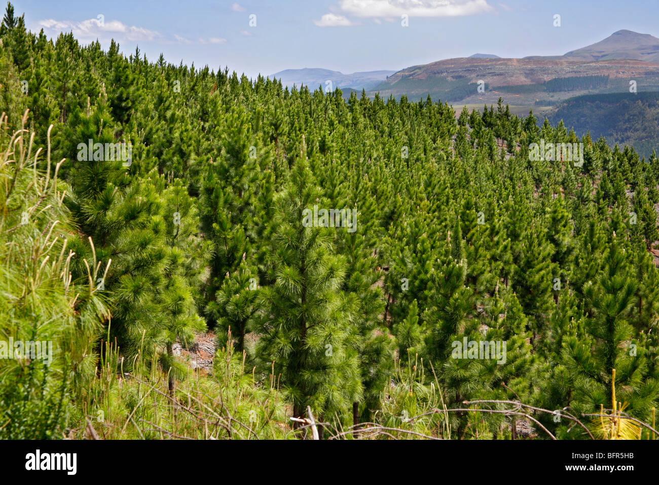 South african pine hi-res stock photography and images - Alamy
