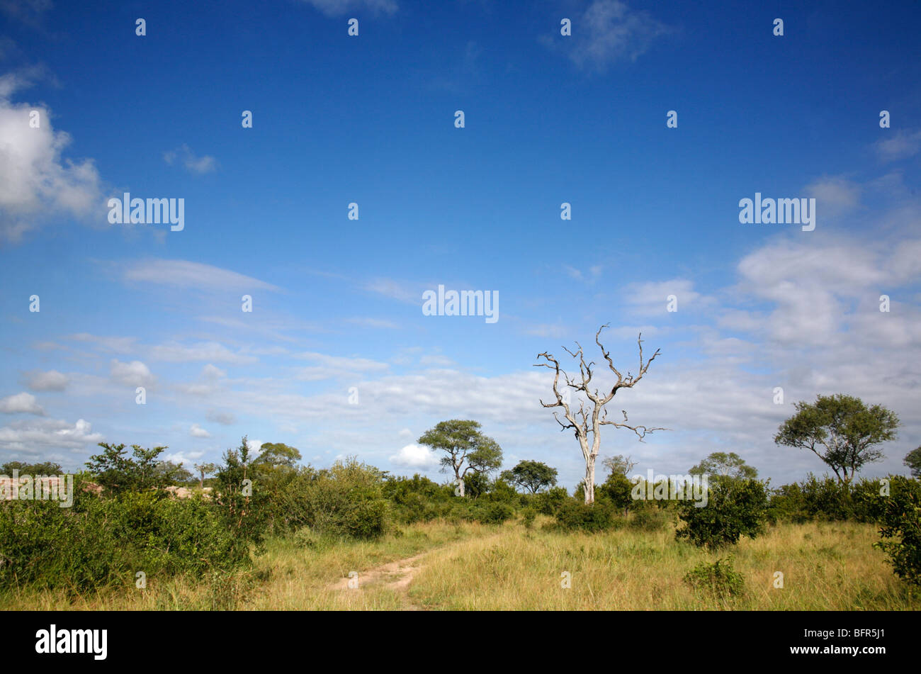 Scenic bushveld landscape with a dead Leadwood tree (Combretum imberbe ...