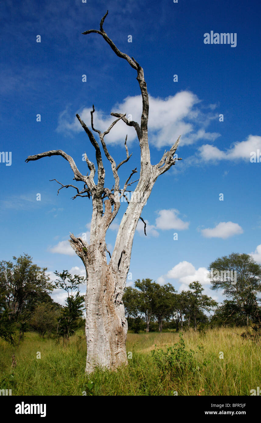 Africa moody landscape bushveld hi-res stock photography and images - Alamy