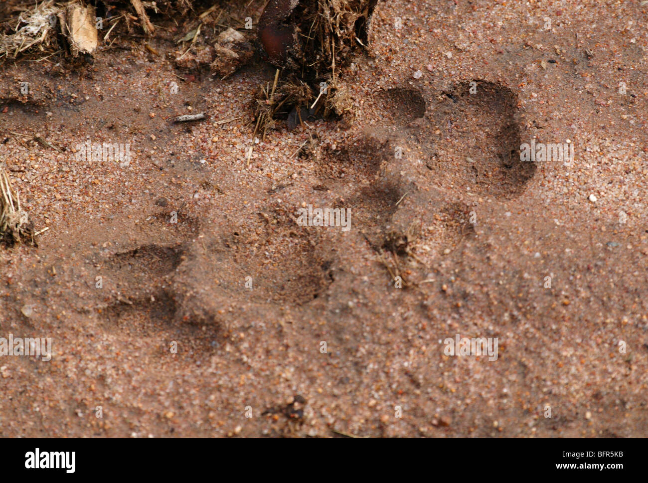 A leopard track in soft sand Stock Photo - Alamy