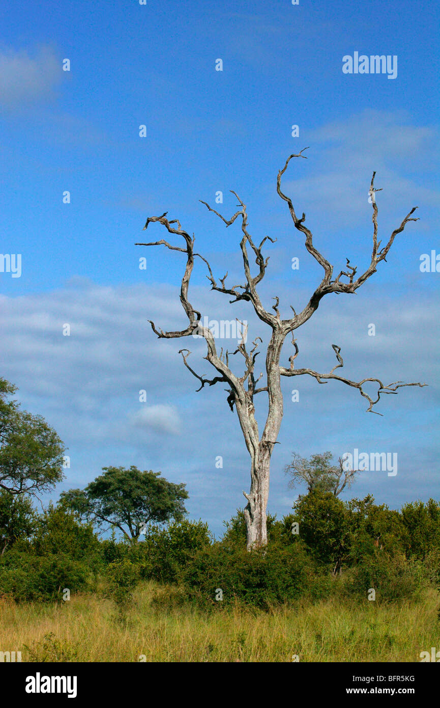 Scenic bushveld landscape with a dead Leadwood tree (Combretum imberbe ...