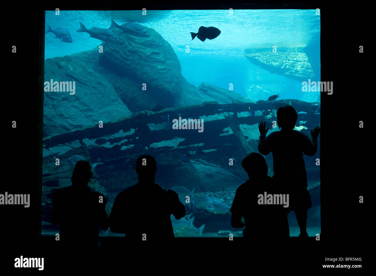 Tourists viewing fish at uShaka Marine World in Durban Stock Photo - Alamy