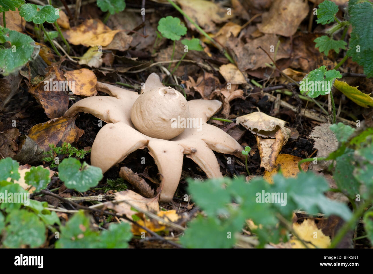 Earth star mushroom hi-res stock photography and images - Alamy