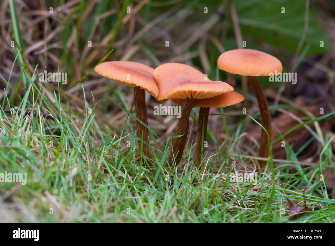 Deceiver laccaria laccata hi-res stock photography and images - Alamy