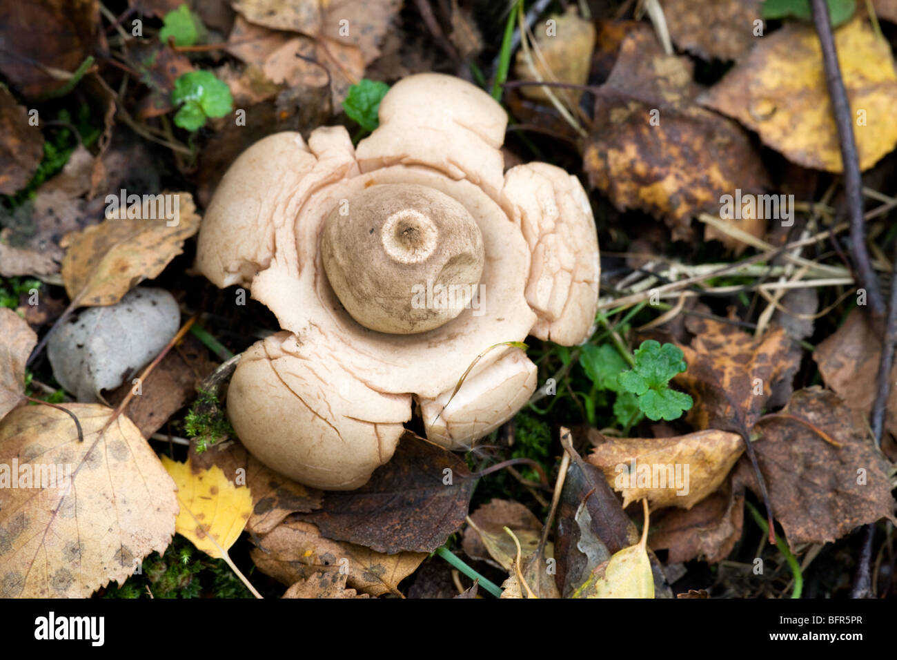 Collared Earth Star Geastrum triplex fungi fruiting body growing on ...