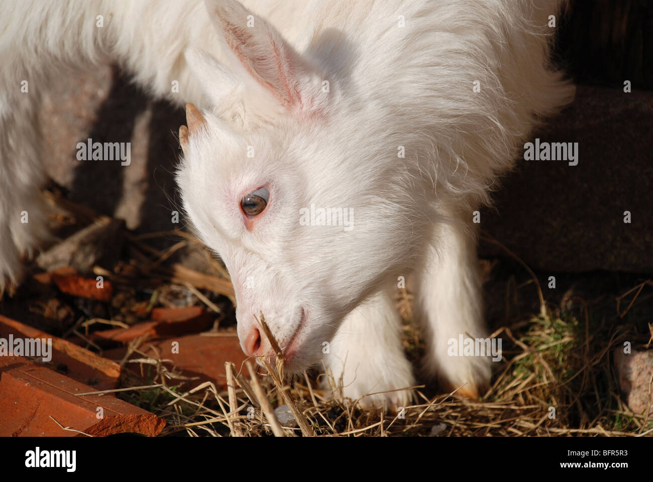 Goat smell on grass Stock Photo - Alamy