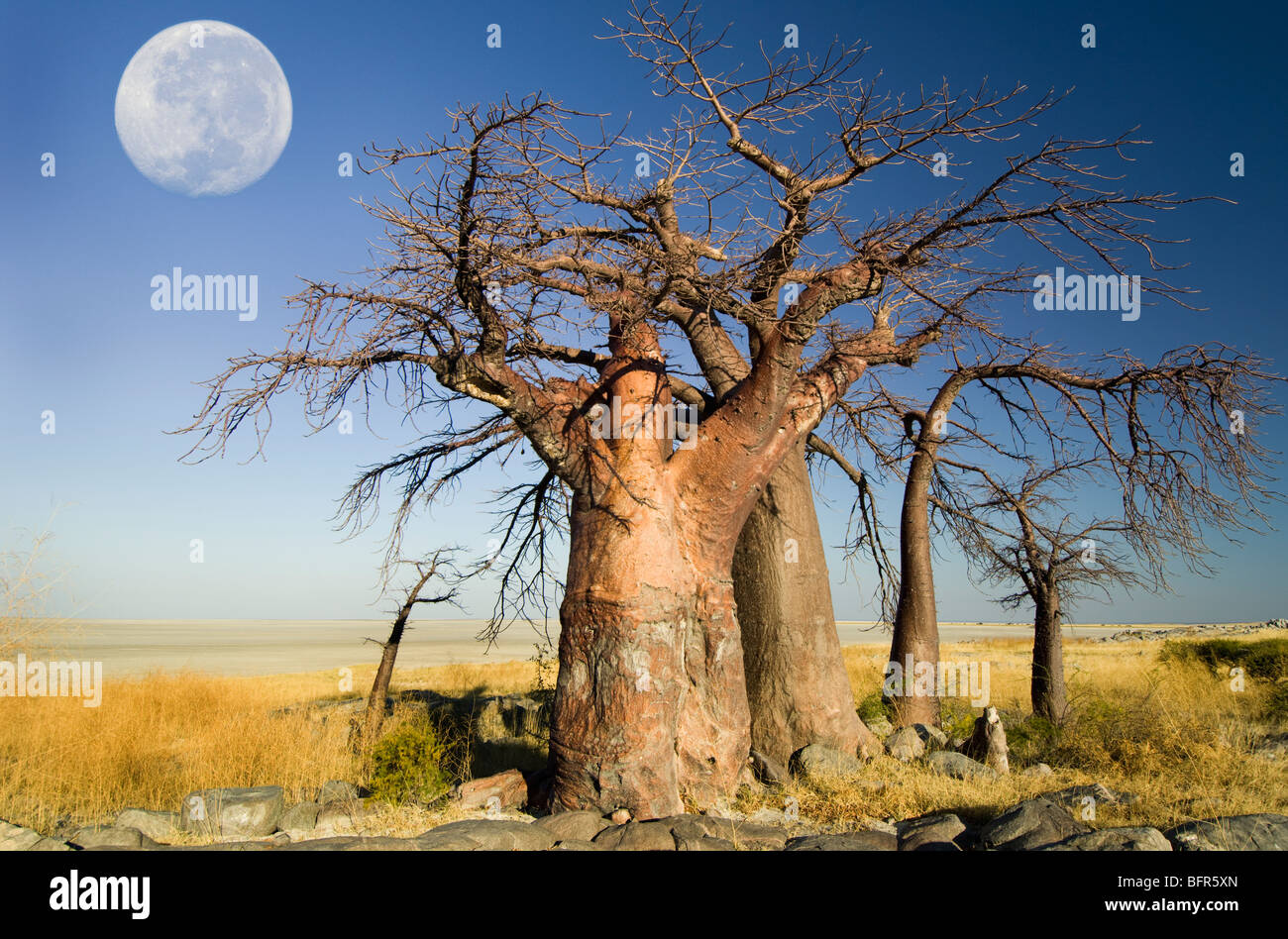 Baobab trees with full moon at Kubu Island. May 2006. Composite image ...