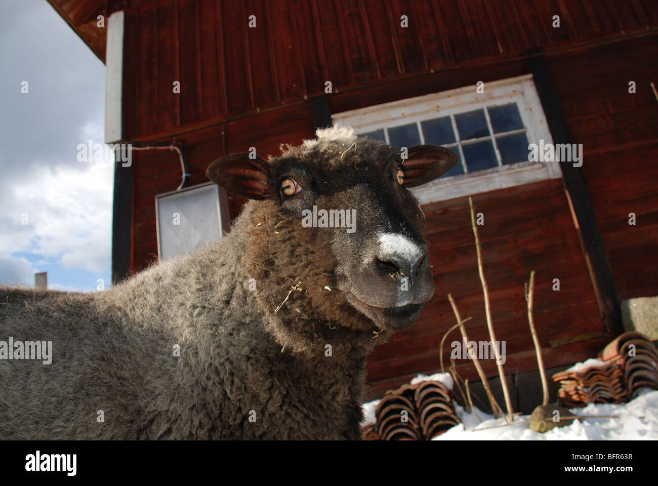 Spot the black sheep hi-res stock photography and images - Alamy