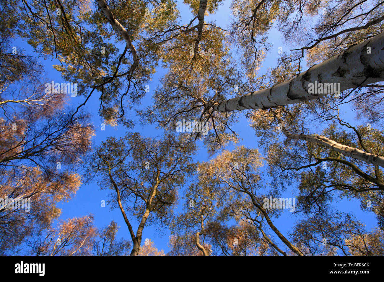 Looking Up Through Trees High Resolution Stock Photography and Images ...