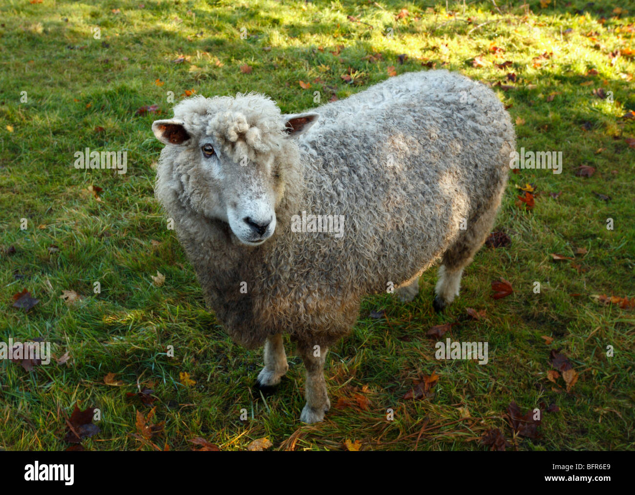 A sheep looking up at the camera Stock Photo - Alamy