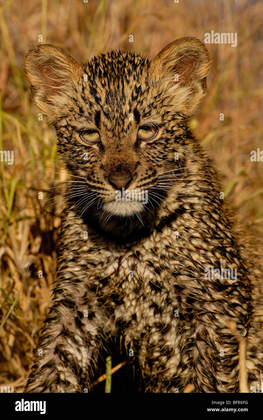 Portrait of a wet Leopard cub Stock Photo - Alamy