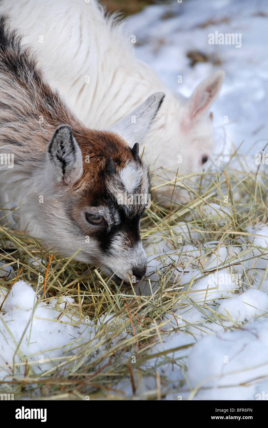 Goat Sleeping In Snow