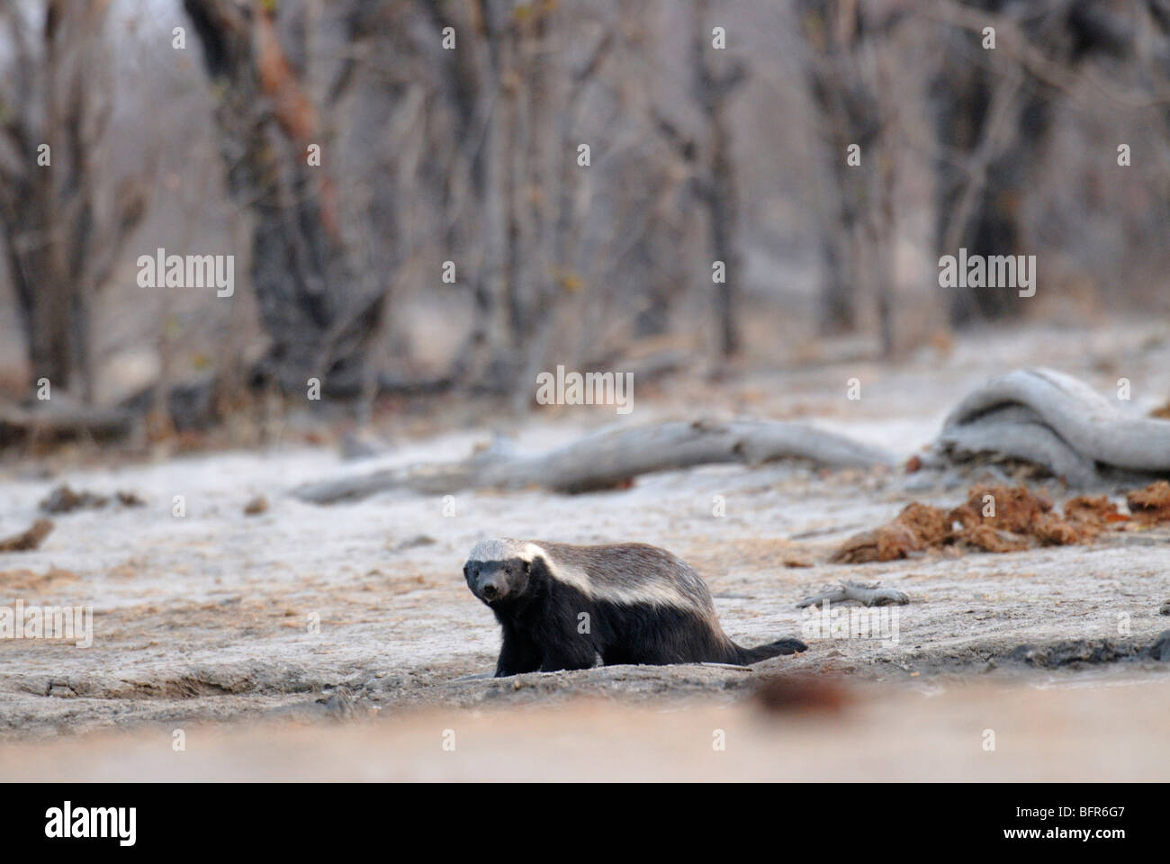 Honey badger hi-res stock photography and images - Alamy