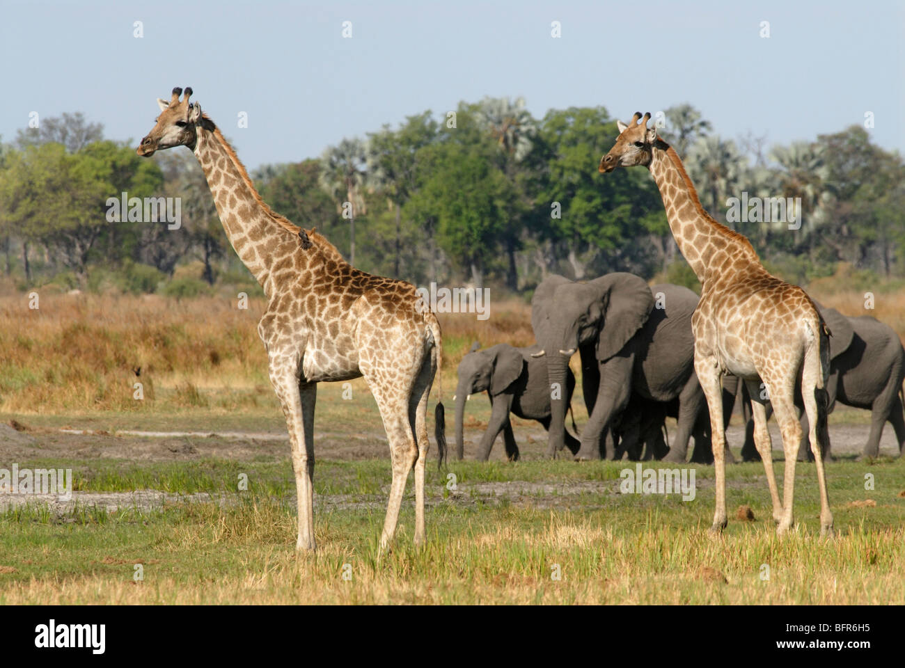 Group of elephants hi-res stock photography and images - Alamy