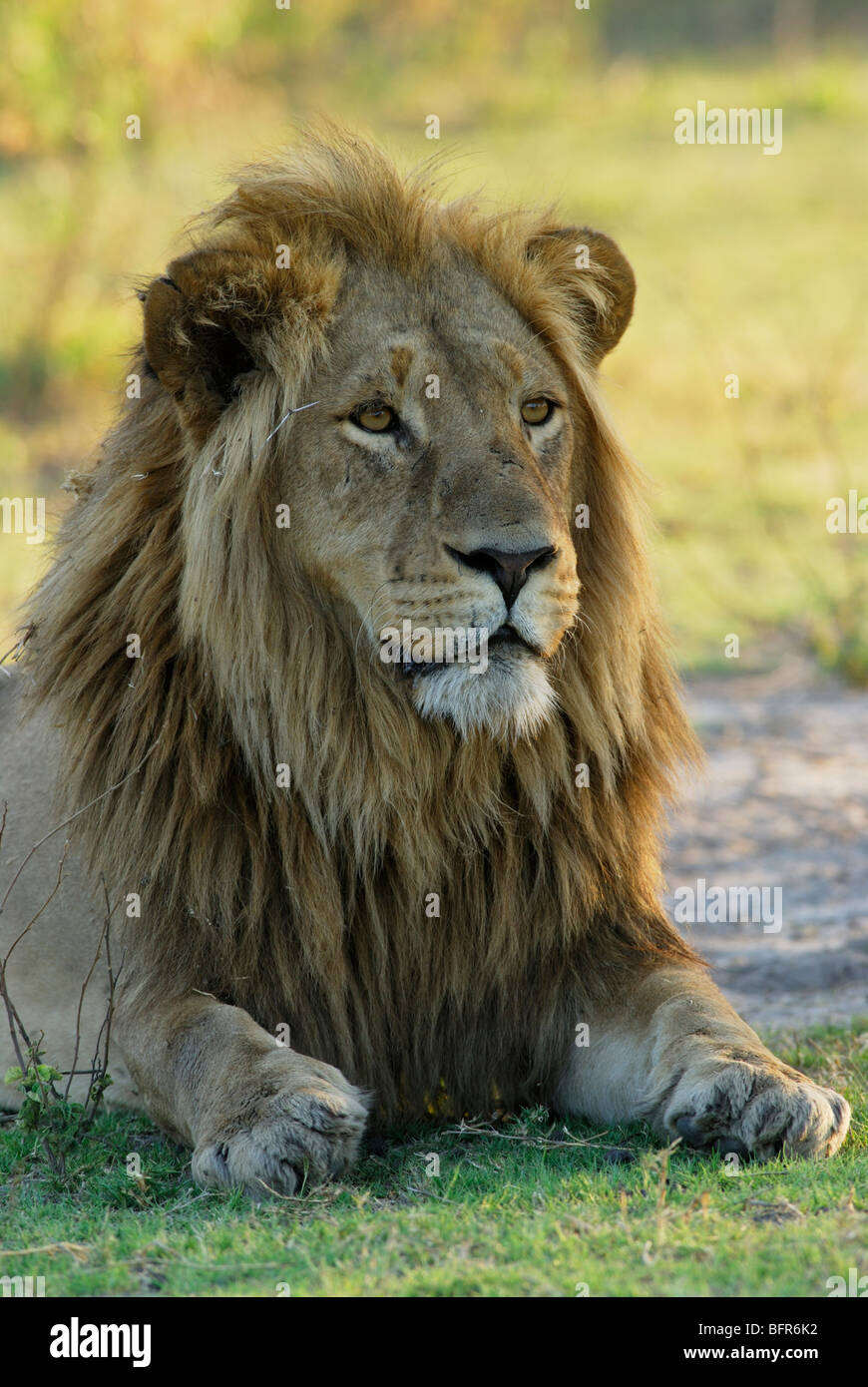 Male lion portrait Stock Photo - Alamy
