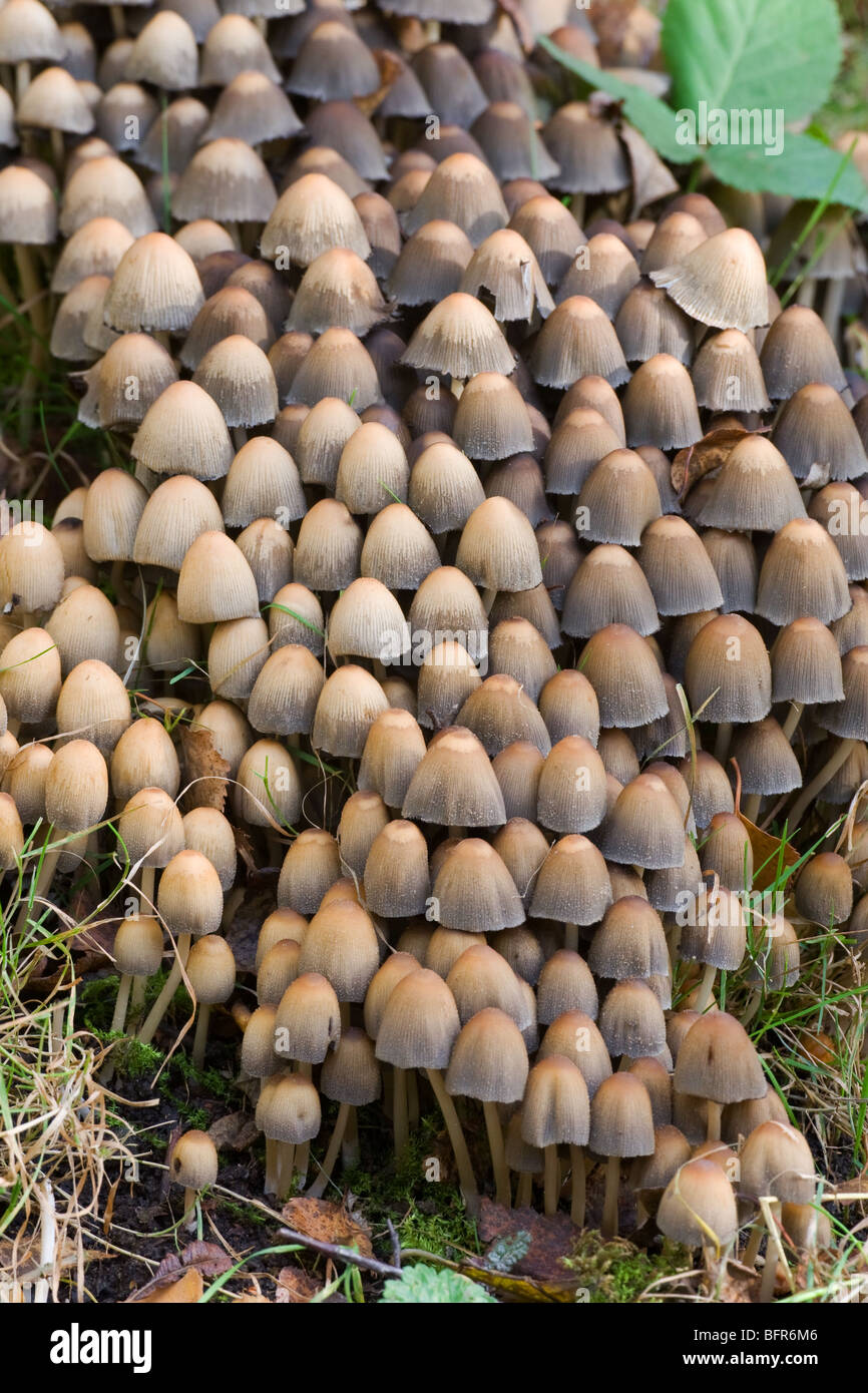 Coprinus disseminatus trooping crumble cap hi-res stock photography and ...