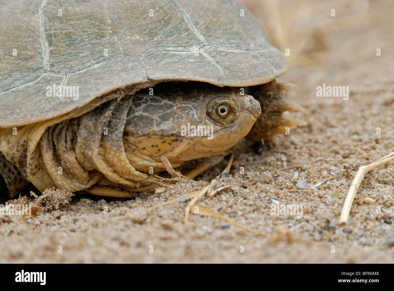 Marsh terrapin hi-res stock photography and images - Alamy