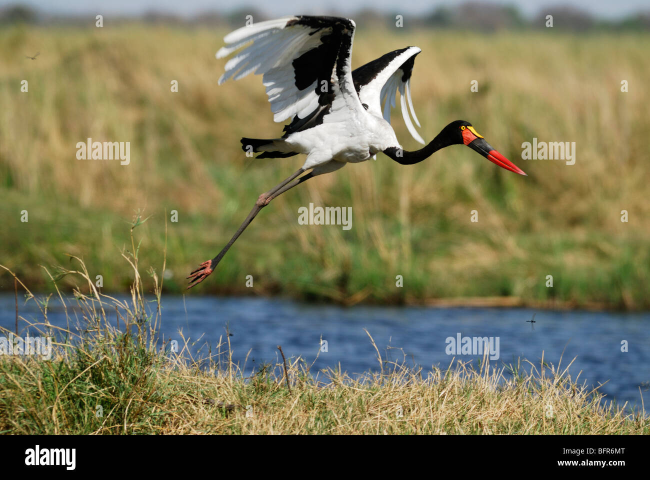 Female saddlebilled stork taking off Stock Photo - Alamy