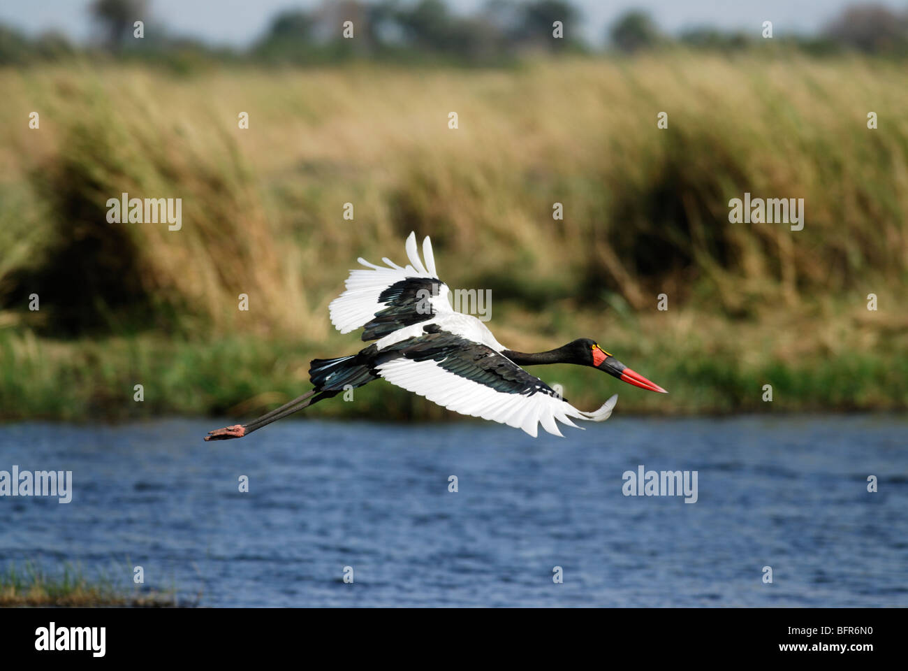 Female saddlebilled stork in flight over water Stock Photo - Alamy