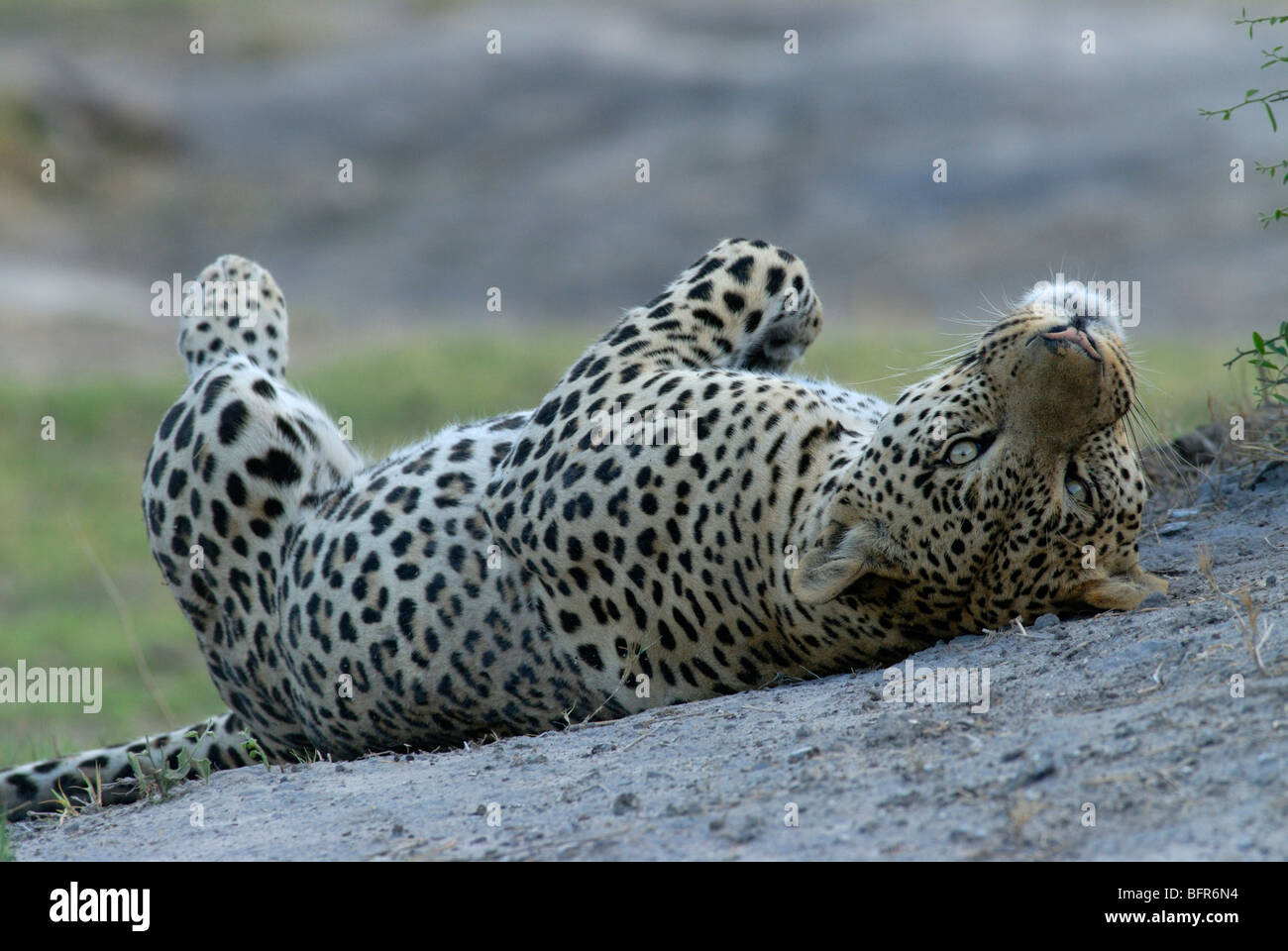 Male leopard resting on its back Stock Photo - Alamy