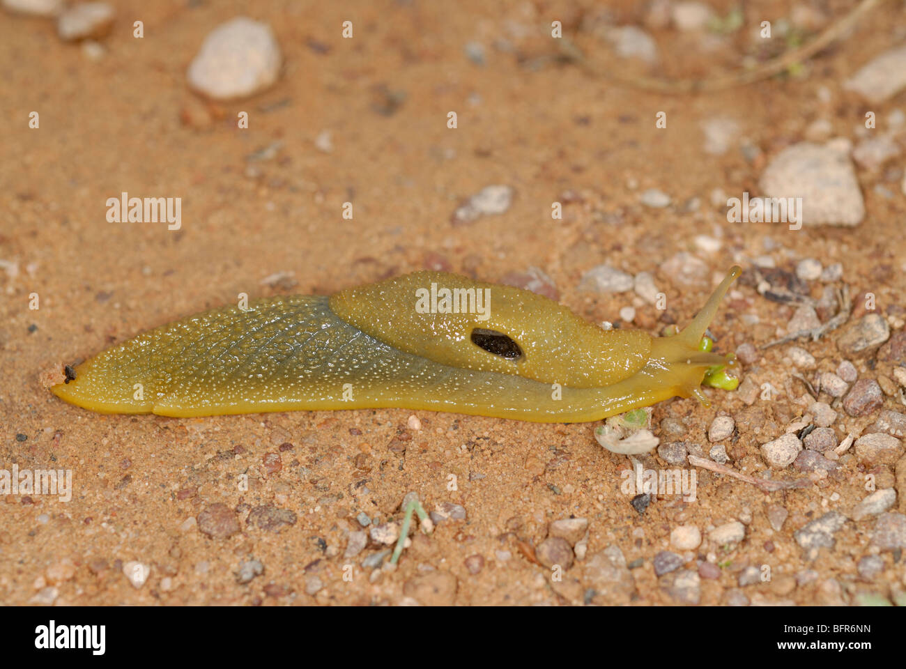 Slug on sandy ground Stock Photo - Alamy