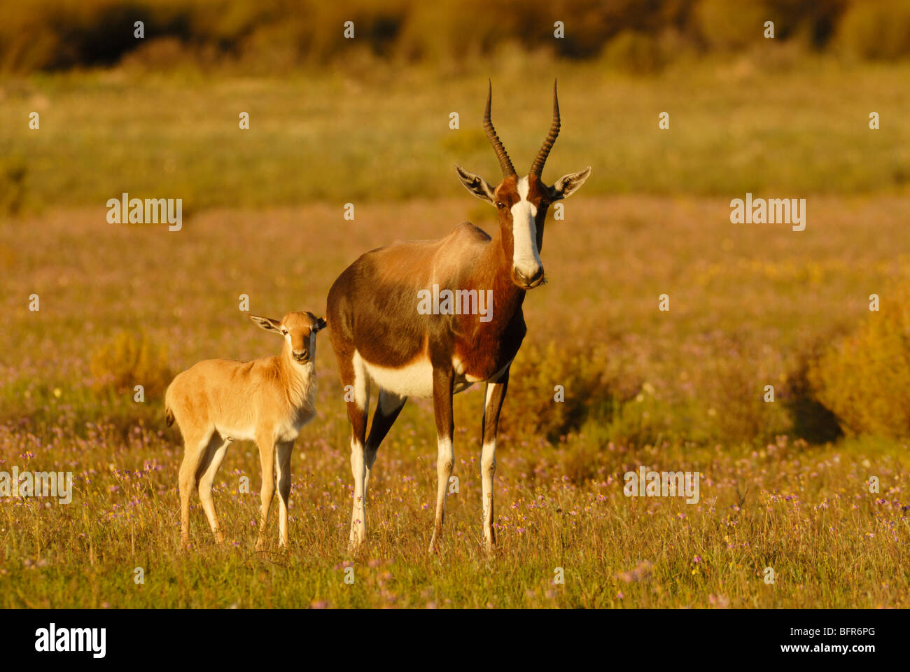 Bontebok and calf Stock Photo - Alamy