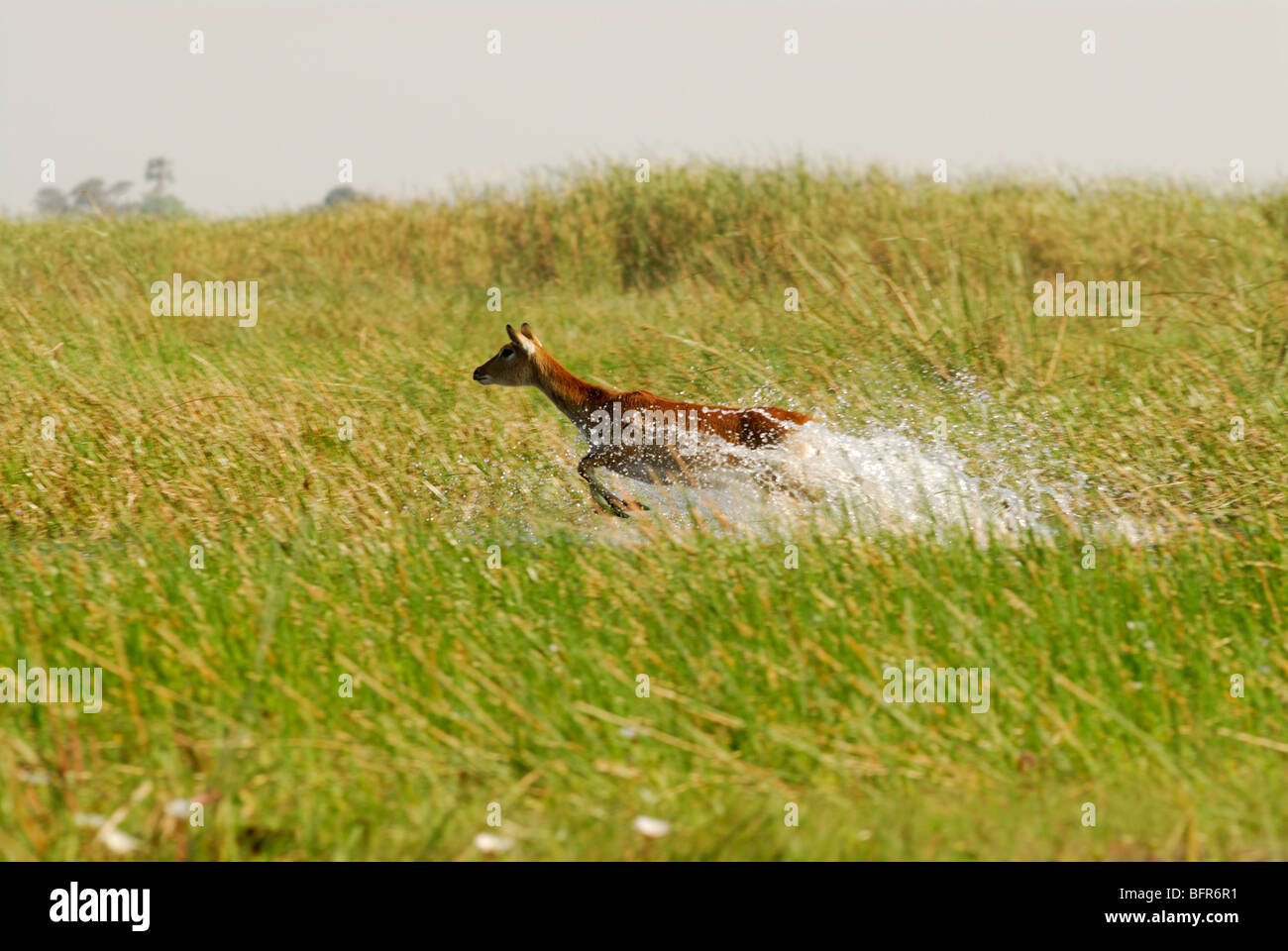 Running red hi-res stock photography and images - Alamy