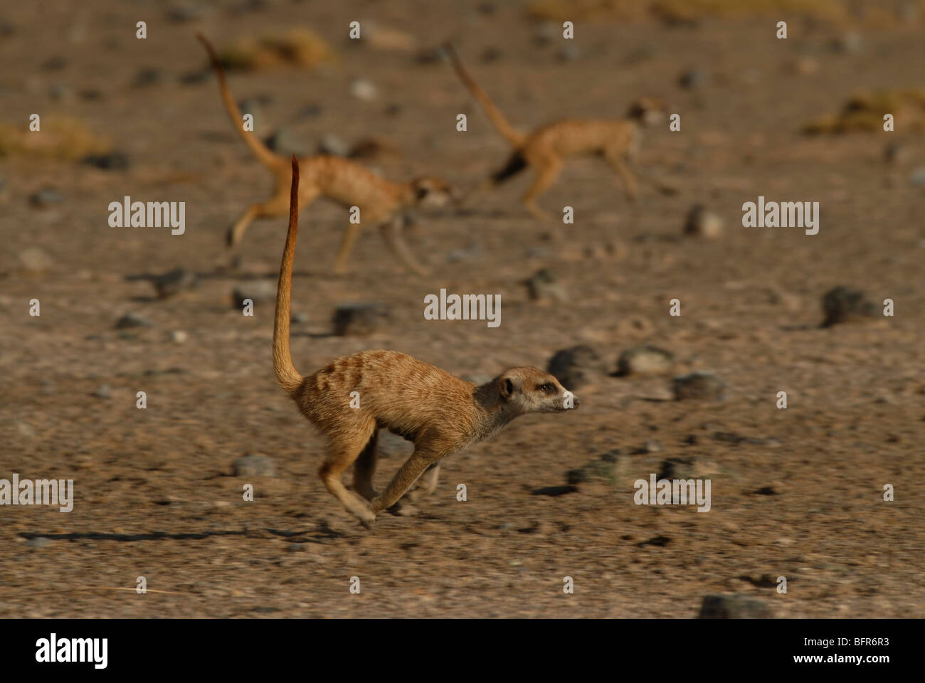 Meerkat running across open space with tails in the air Stock Photo - Alamy